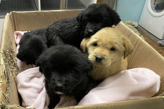 Four tiny puppies rescued after being dumped and left to die in a ...